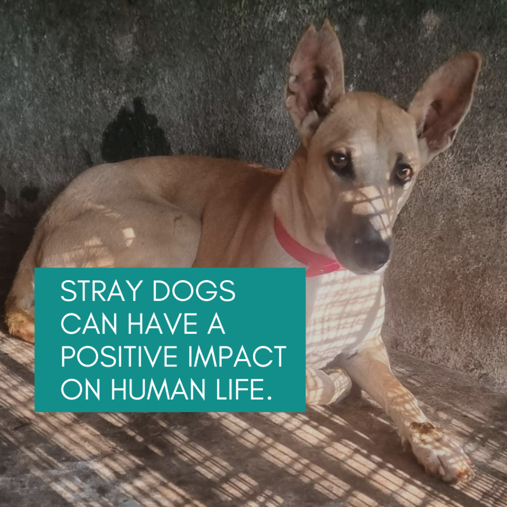 Canine Control & Care